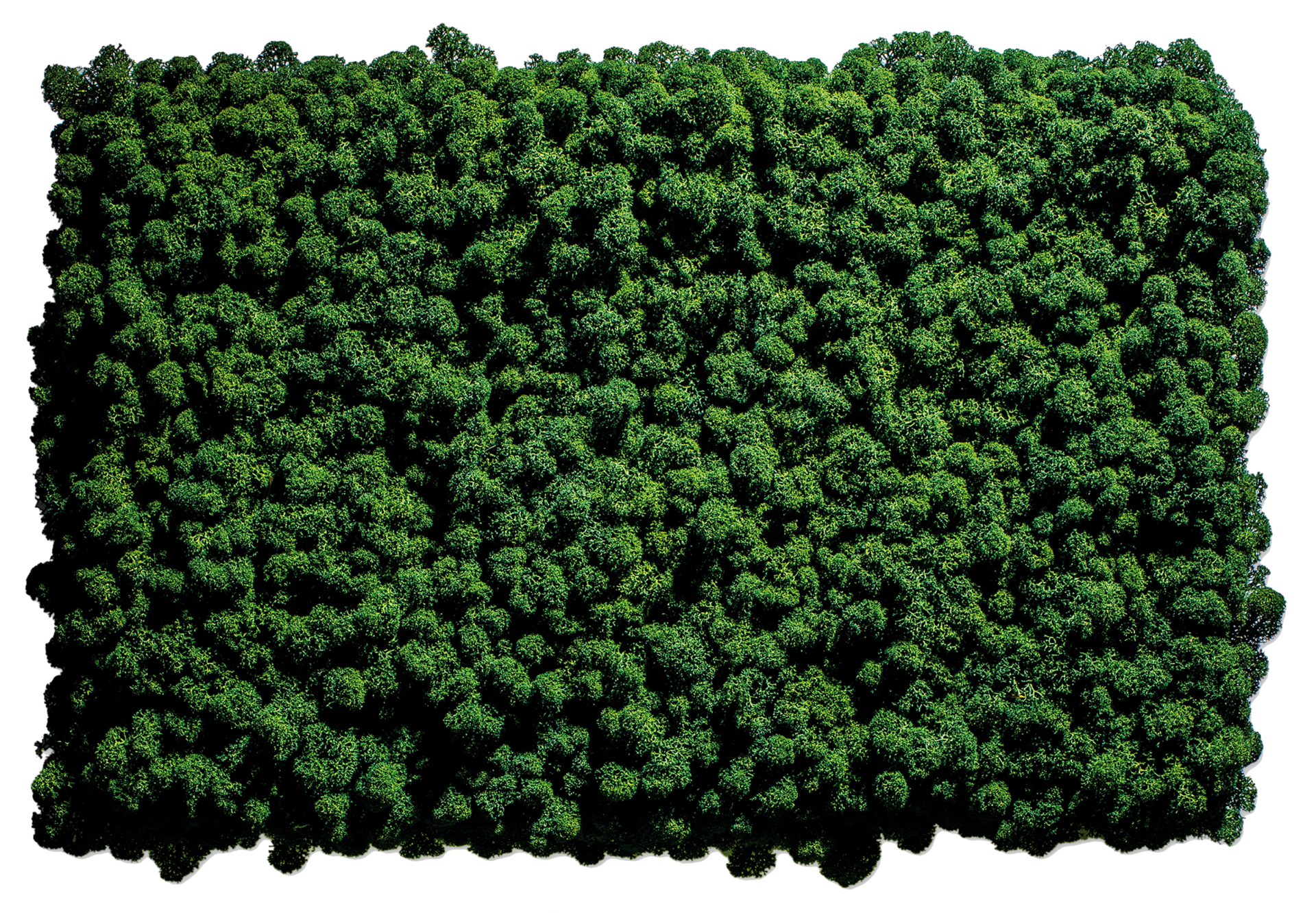 Moss Green - Surface Wow
